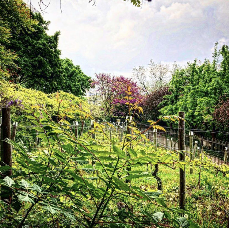 Saviez-vous qu’on produit du rosé au parc de Belleville ? – Mon Petit 20e